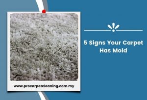 5 Signs Your Carpet Has Mold - Guide From Experts
