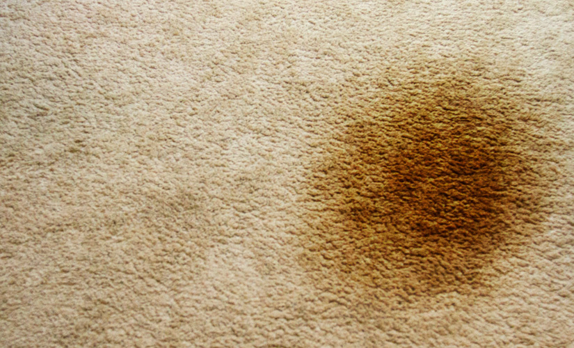 What Are the 4 Most Common Carpet Problems? [2026]